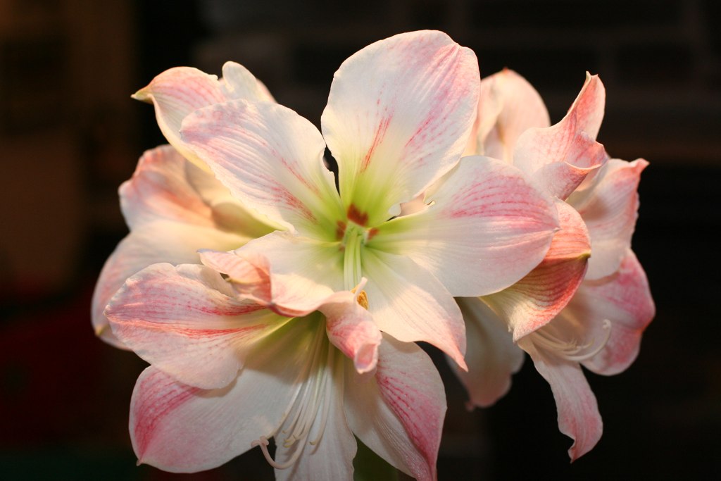 Home – Blooming Jules